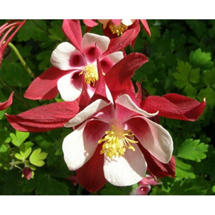 Jual Aquilegia Columbine Crimson Star 10 Biji (Benih Biji Bibit Tanaman ...