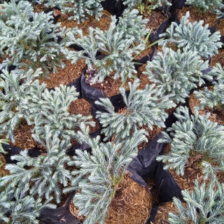 Jual Bunga CEMARA SALJU - Tanaman Hias Hidup Daun Cemara Perak - Pohon ...