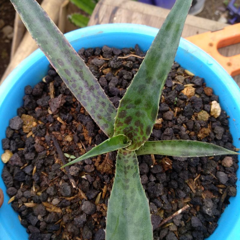 Jual Kaktus sukulen / Agave Manfreda Maculosa (THE RAREST OF THE RARE ...