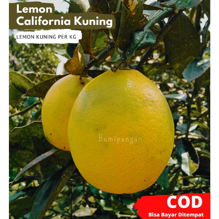 Jual Jeruk Lemon California 1 KG isi 4-9 Buah - Bumi Pangan | Shopee Indonesia