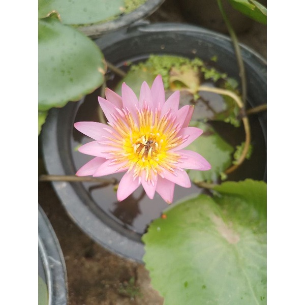 Jual TANAMAN TERATAI BUNGA UNGU | Shopee Indonesia