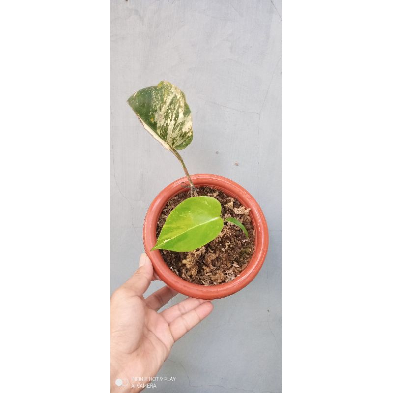 Jual monstera varigata daun pancing | Shopee Indonesia
