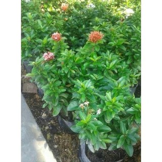 Jual Tanaman Hias Soka Merah | Shopee Indonesia
