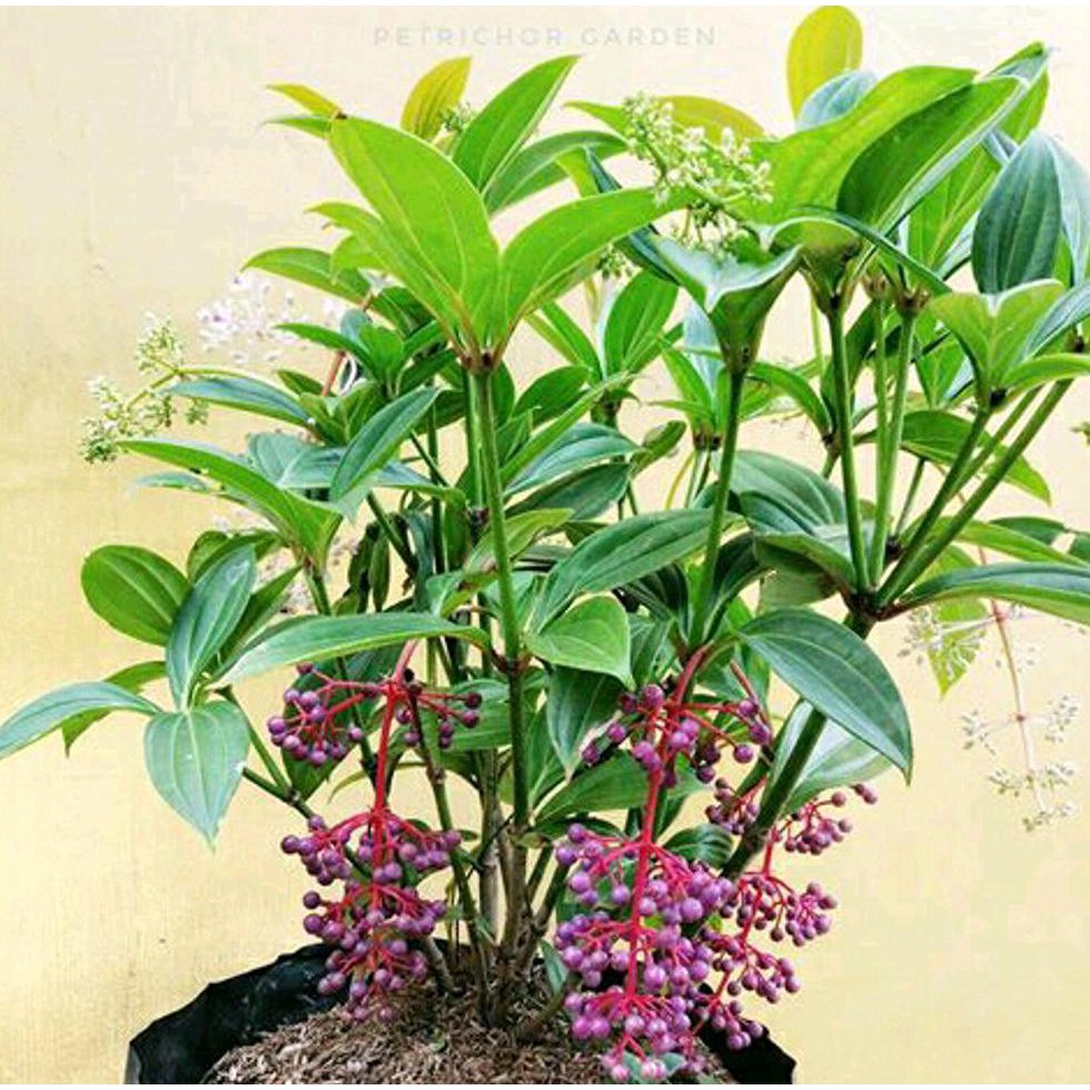 Jual tanaman herbal pohon buah parijoto . | Shopee Indonesia
