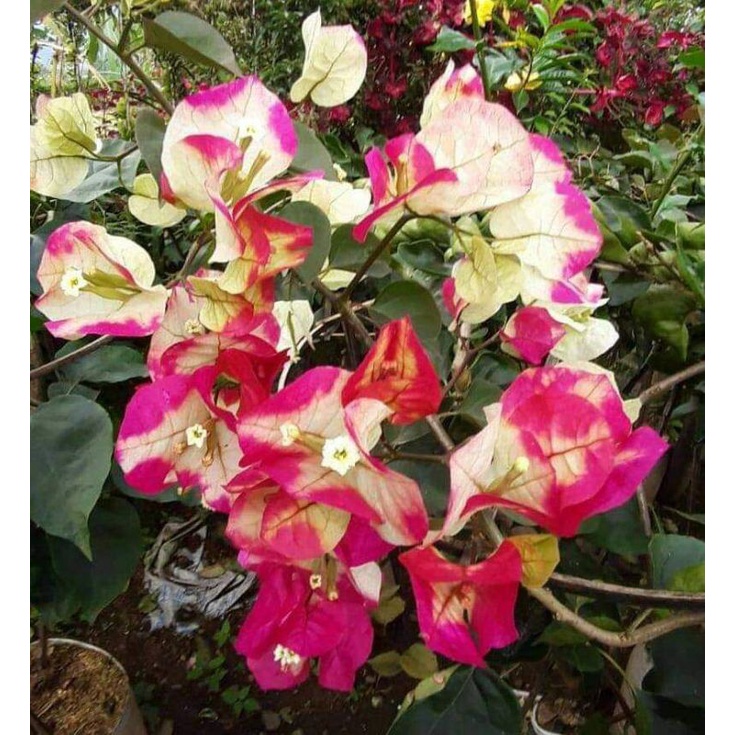 Jual Stek Batang Bougenville Import Citra India Asli Perbatang