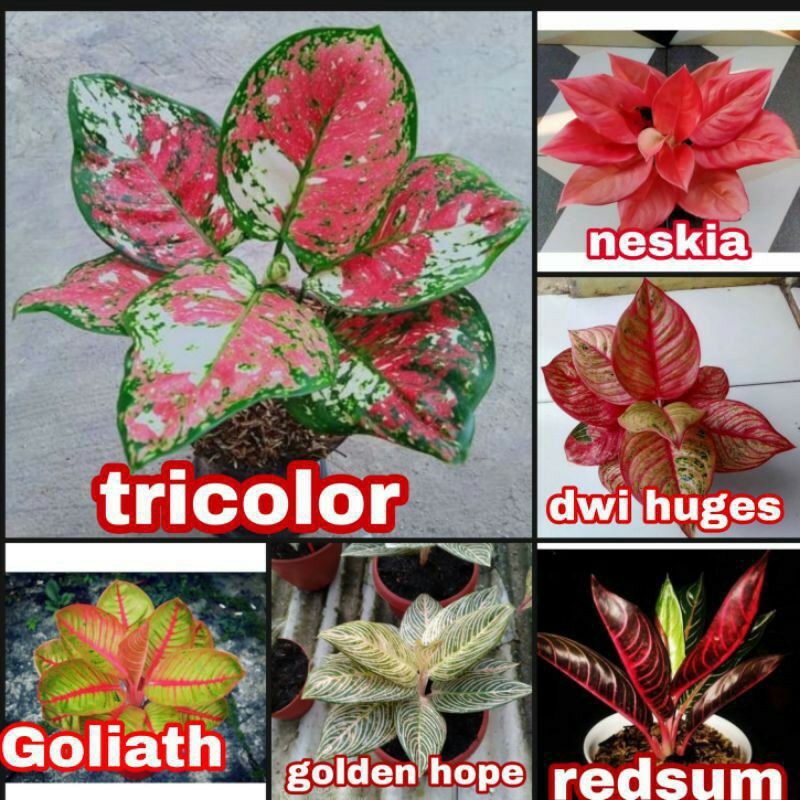 Jual promo paket 6 bibit bonggolan nezkia,dwi huges, redsum, golden ...