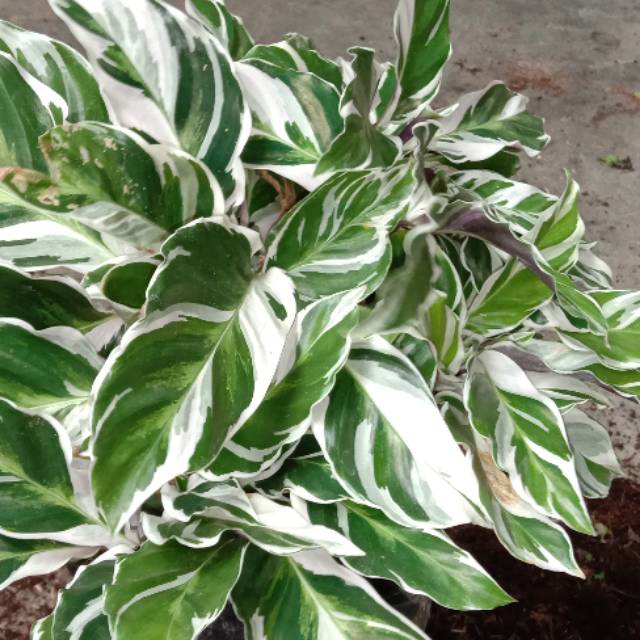 Jual Chalate | Shopee Indonesia