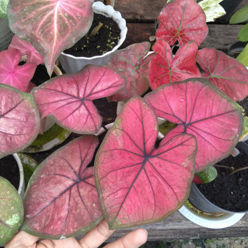 Jual Bunga Hias Caladium Red Dragon - Keladi Hias Cantik Menor | Shopee ...