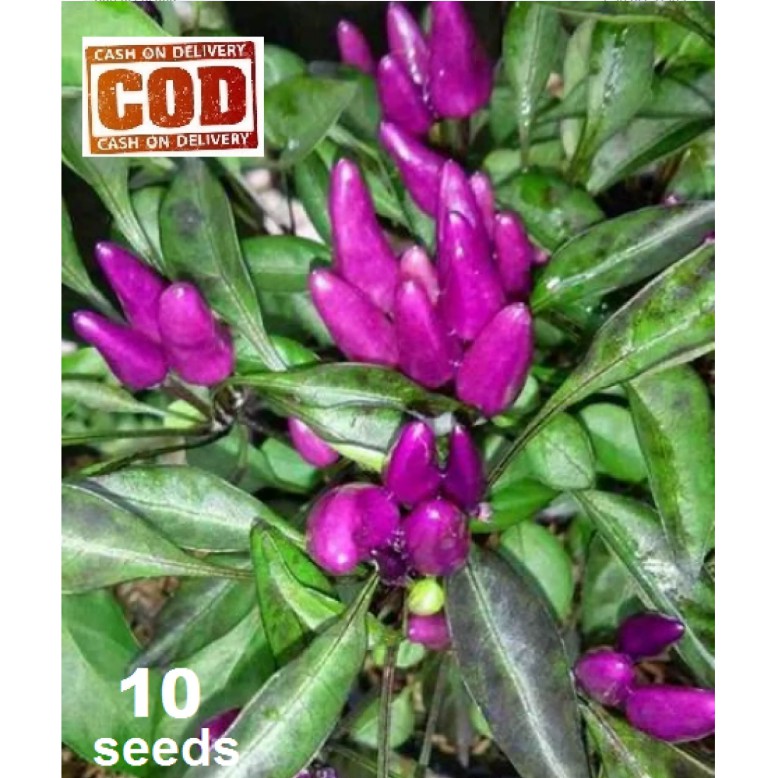 Jual CABE UNGU 10 bibit / biji / bibit cabe PRETTY PEPPER - TOKO BIBIT ...
