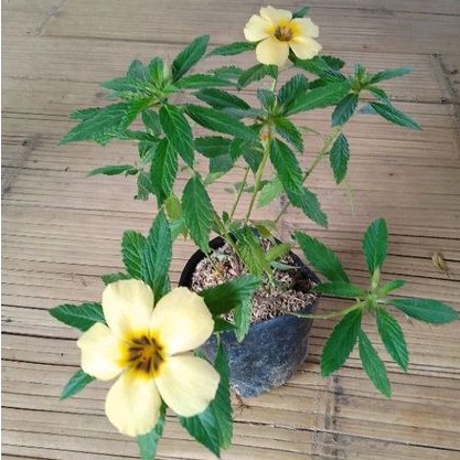 Jual Bunga Pukul 8/ Tanaman Hias Kembang Jam 8 Warna Kuning | Shopee ...