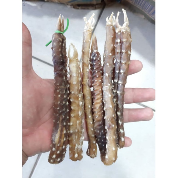 Jual Tangkur Buaya Super Kalimantan | Shopee Indonesia