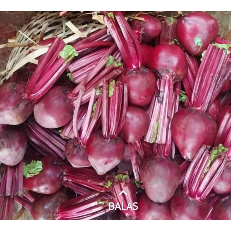 Jual Buah Bit Terlengkap & Harga Terbaru April 2026 | Shopee Indonesia