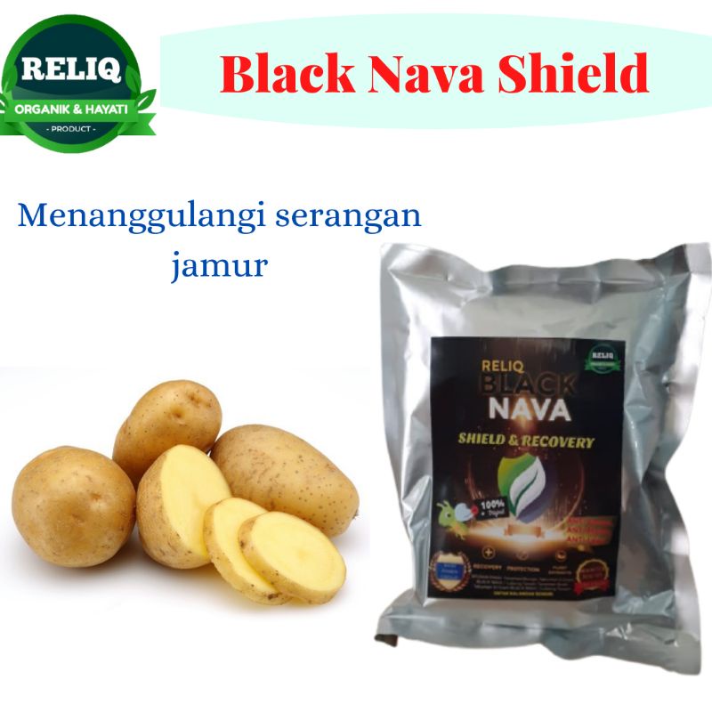 Jual Pupuk Fungisida Untuk Layu Fusarium Pada Kentang, Pupuk Fungisida ...