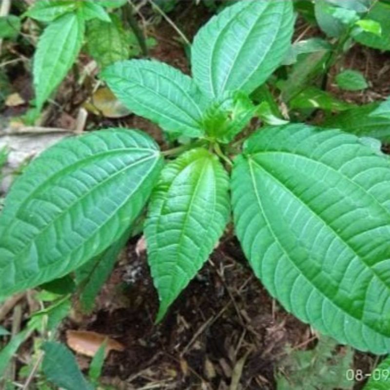 Jual Daun pohpohan segar baru petik/500grm | Shopee Indonesia