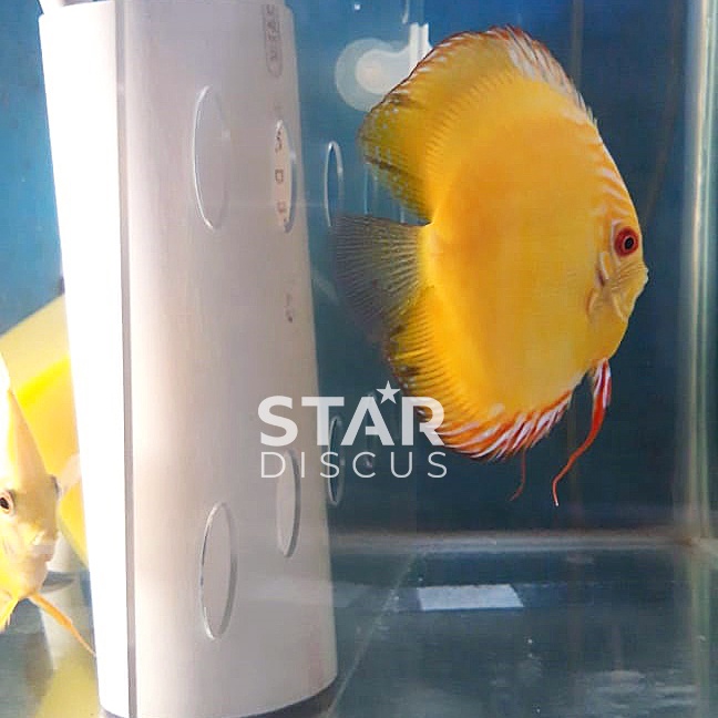 Jual Discus Yellow Crystal mulai ukuran 1 cm | Shopee Indonesia