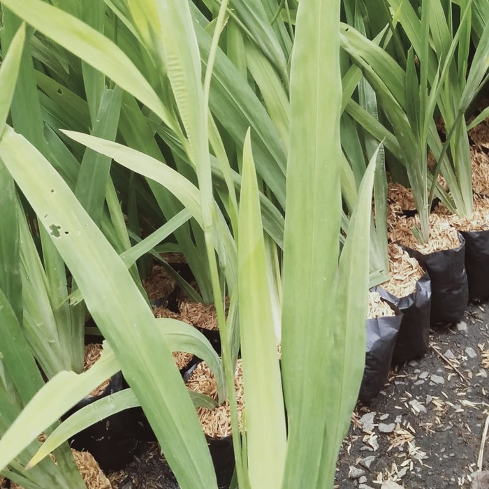 Jual MURAH!! tanaman airis bunga kuning.. | Shopee Indonesia