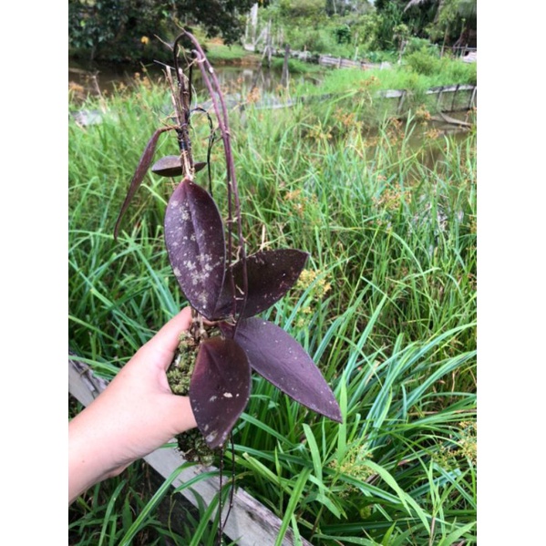 Jual Hoya ( 8 Pohon Satu Paket ) Campuran | Shopee Indonesia