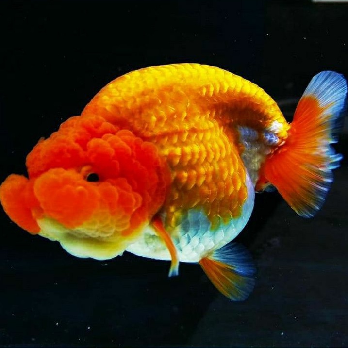 Jual Rancu ranchu rw hybrid / lionchu ikan mas koki rancu rw kualitas ...