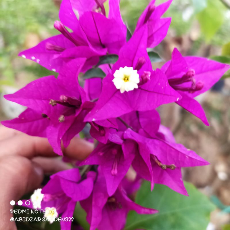 Jual STEK BATANG BUGENVILE BUNGA UNGU SALEP | Shopee Indonesia