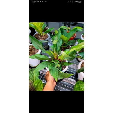 Jual anthurium obor ukuran agak besar ( dari indukan obor merah ...