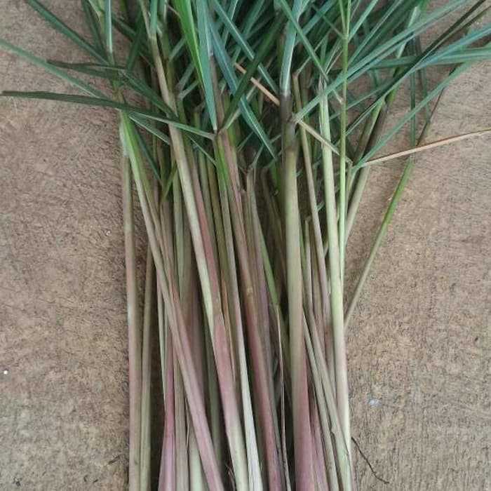 Jual Tanaman Herbal Serai Wangi Merah - Sereh Merah - (Cymbopogon ...