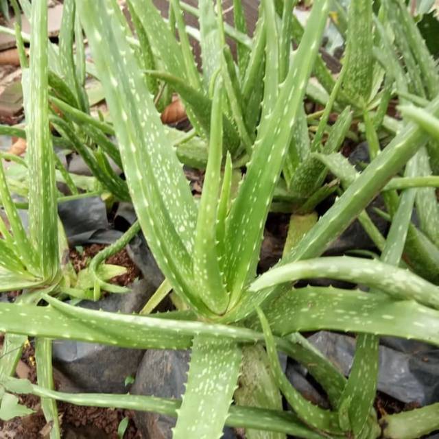 Jual Tanaman Lidah Buaya Tanaman Aloe Vera Lidah Buaya Fs