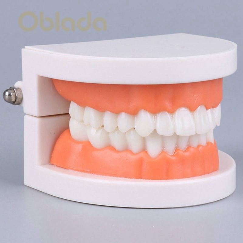 Jual Model gigi / Dental study model / patung gigi | Shopee Indonesia