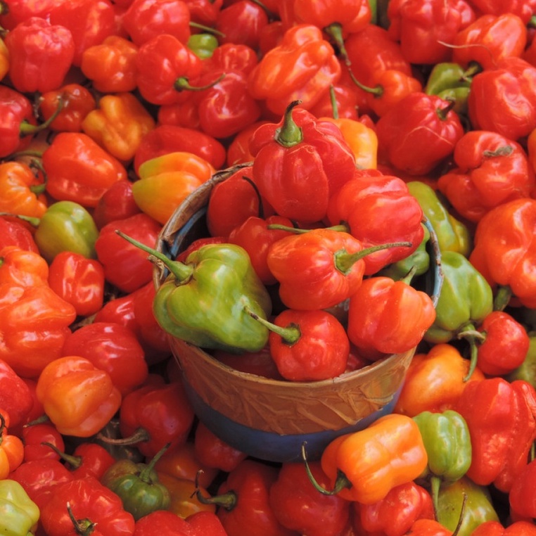 Jual Biji Benih Cabai cabe toraja Katokkon katokon super isi 10 biji ...