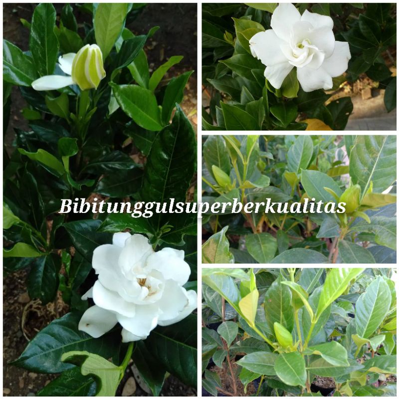 Jual Bibit Tanaman hias bunga ceplok piring/kaca piring/melati bali ...