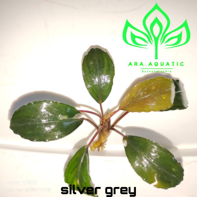 Jual bucephalandra silver grey | Shopee Indonesia