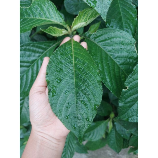 Jual daun pecah beling segar (harga per lembar) | Shopee Indonesia