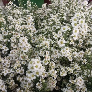 Jual Bunga Pikok Terlengkap & Harga Terbaru Juni 2024 | Shopee Indonesia