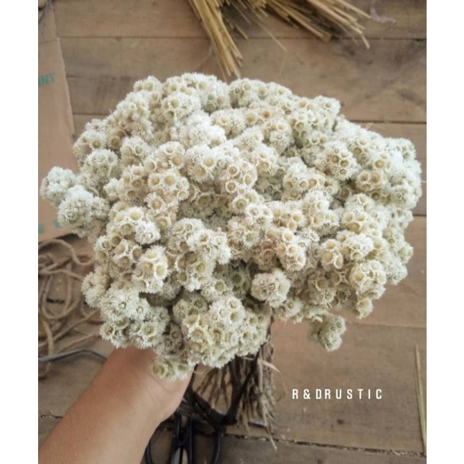 Jual BUNGA EDELWEIS KERING ASLI/BUNGA KERING/BUKET BUNGA/DEKORASI ...