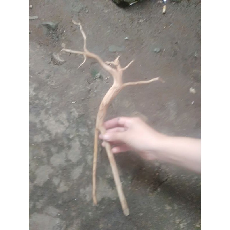 Jual ranting kayu raksamala ukuran ss | Shopee Indonesia