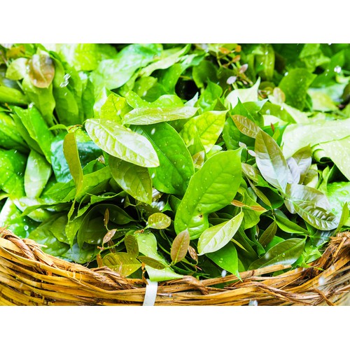 Jual Daun So / Daun Melinjo 250 gram | Shopee Indonesia