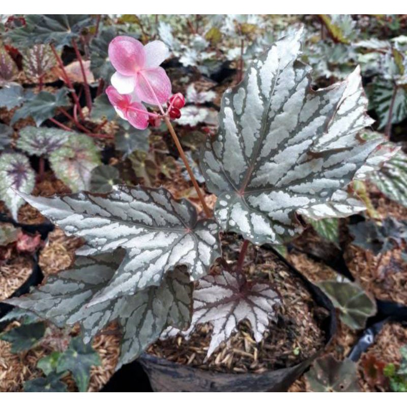 Jual begonia silver angel wings | Shopee Indonesia