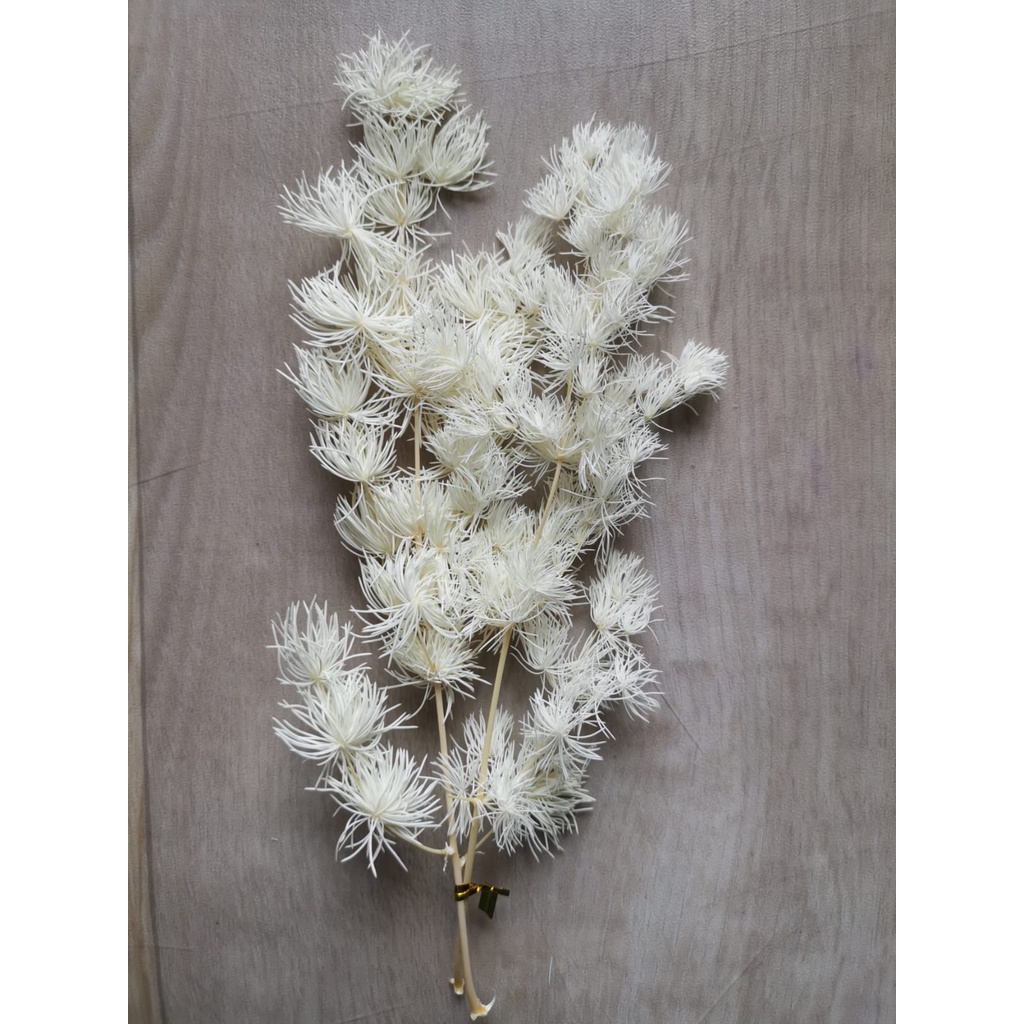 Jual Bunga Asparagus Bintang 5 gram Serba 15 Ribu | Shopee Indonesia