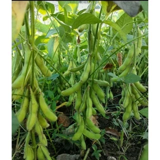 Jual edamame jember Harga Terbaik & Termurah Maret 2026 | Shopee Indonesia
