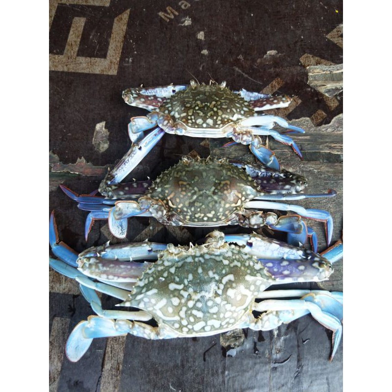 Jual rajungan | Shopee Indonesia