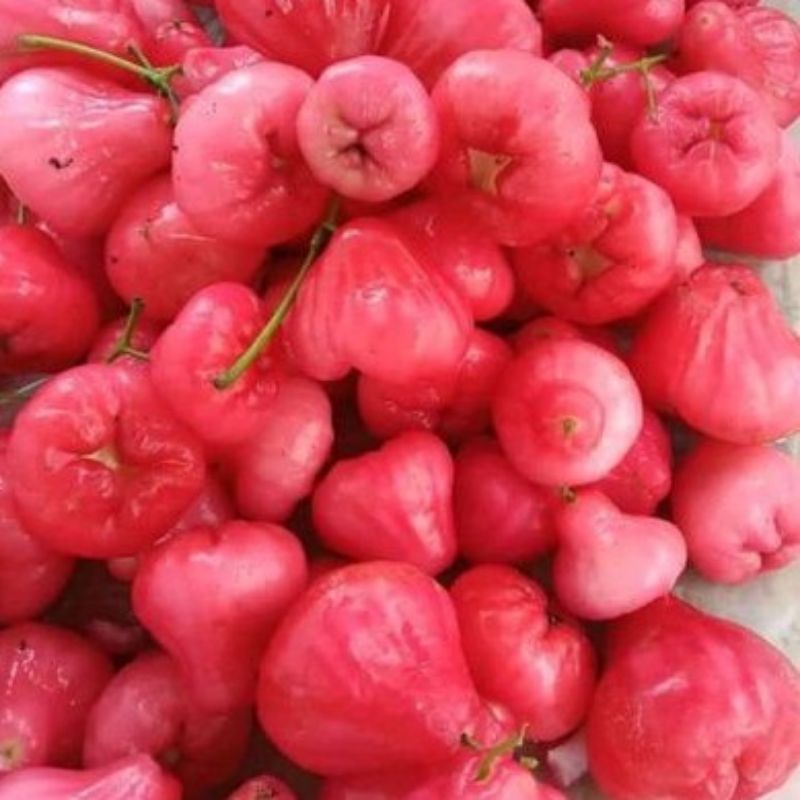 Jual JAMBU AIR MERAH RUJAKAN PER 1 KG | Shopee Indonesia