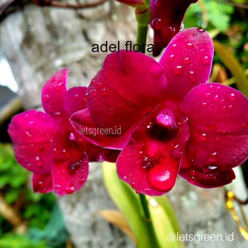 Jual Anggrek Dendrobium Princess Diana (PLANT MINI) | Shopee Indonesia