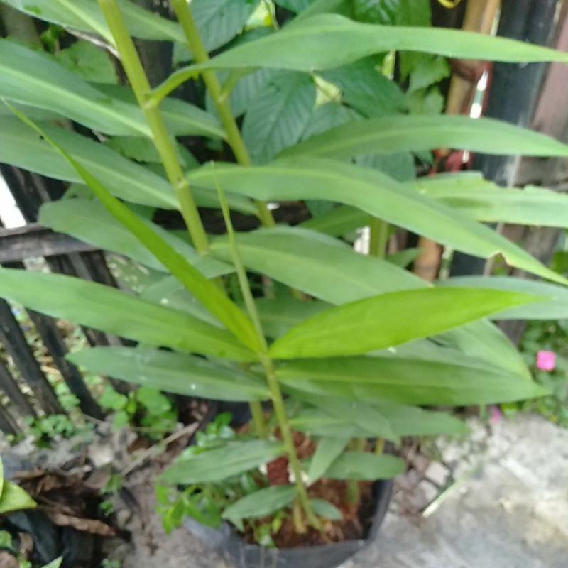 Jual Tanaman Obat Panglai Bonglai Bangle minim order 2 pohon | Shopee ...