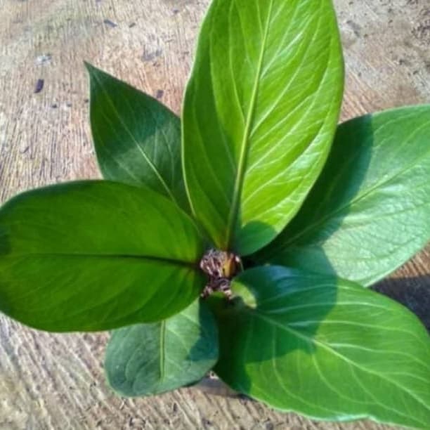 Jual PROMO tanaman hias anthorium jermani - tanaman hias anthurium ...