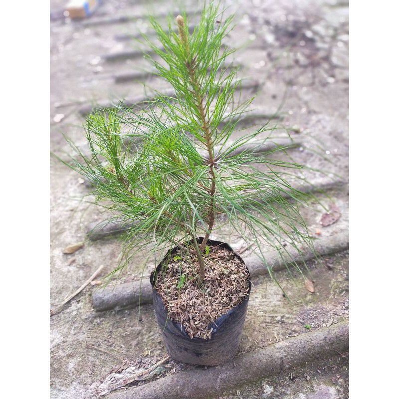 Jual Bibit Tanaman hias pohon pinus | Shopee Indonesia