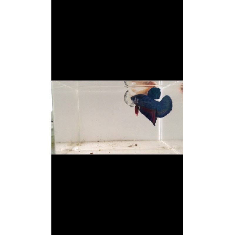 Jual CUPANG MALE BLUE FANCY ( masked ) | Shopee Indonesia