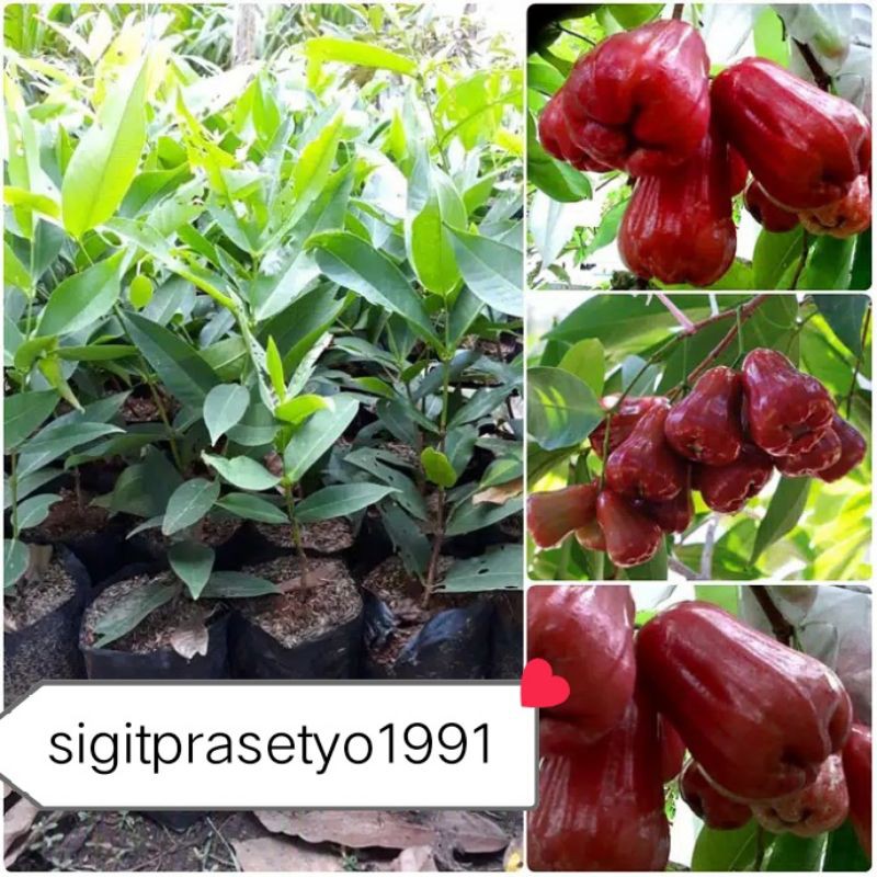 Jual BIBIT BUAH JAMBU MADU DELI MERAH | Shopee Indonesia