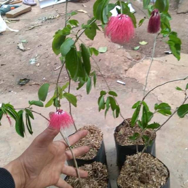 Jual tanaman hias kaliandra bunga merah | Shopee Indonesia