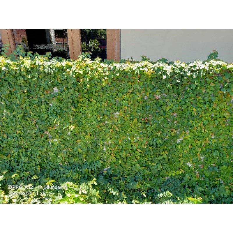 Jual Tanaman dolar rambat daun kecil dan daun besar/ZAMIOCULCAS ...