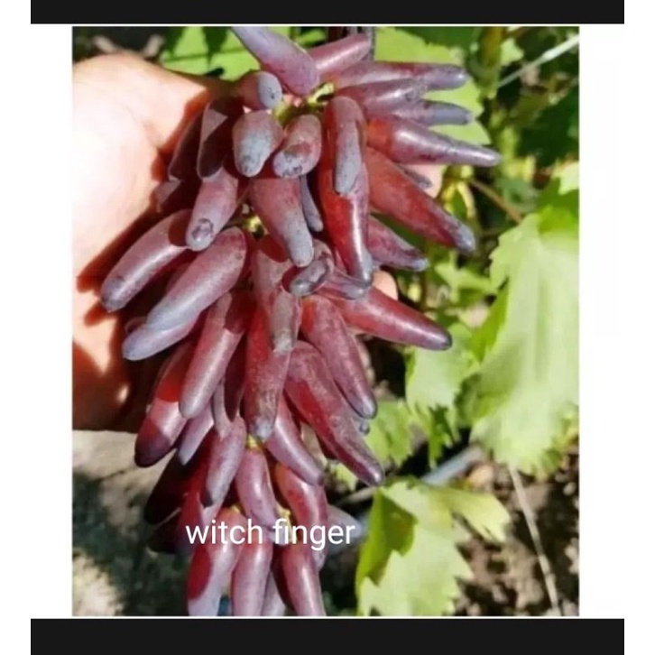 Jual bibit anggur import jenis WITCH FINGER grafting cepat berbuah ...