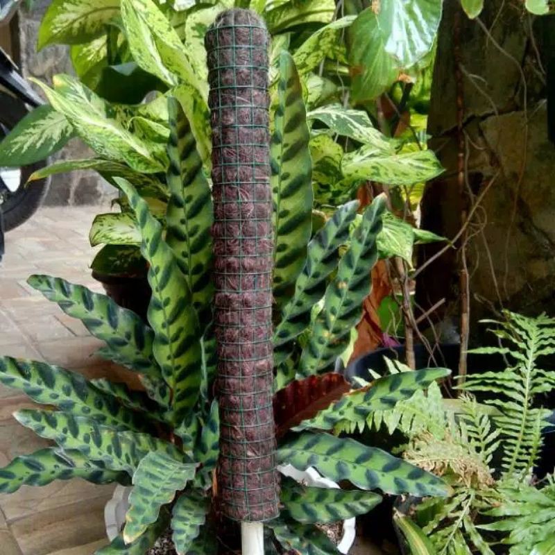 Jual turus tanaman 1 meter / turus tanaman 80cm / turus tanaman 60cm ...